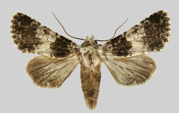 lepinet.fr - Hadena adriana - L'Hadène trompeuse (Hadena armeriae auct.)
