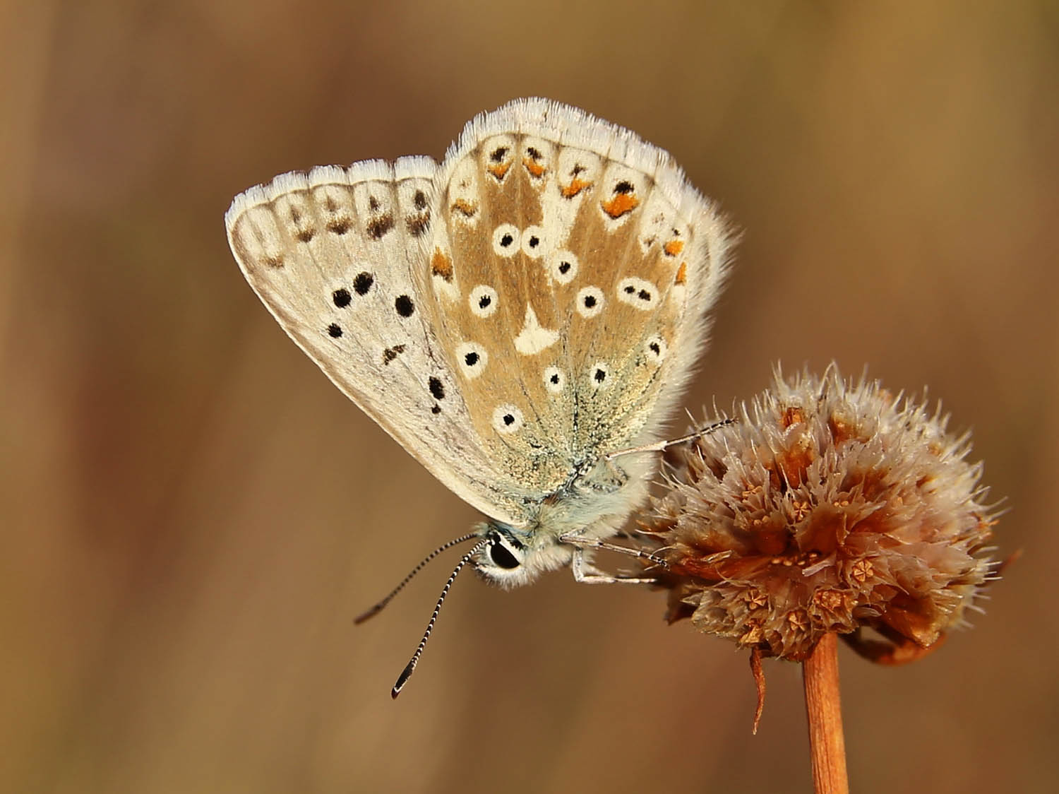lepinet.fr - Polyommatus coridon - Le Petit Bleu nacré, l'Argus bleu ...