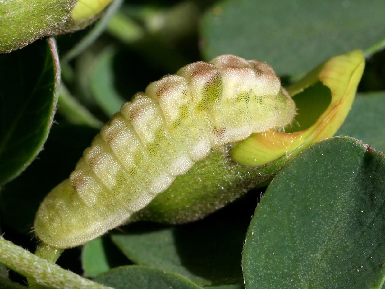 lepinet.fr - Celastrina argiolus - L'Azuré des Nerpruns, l'Argus à ...