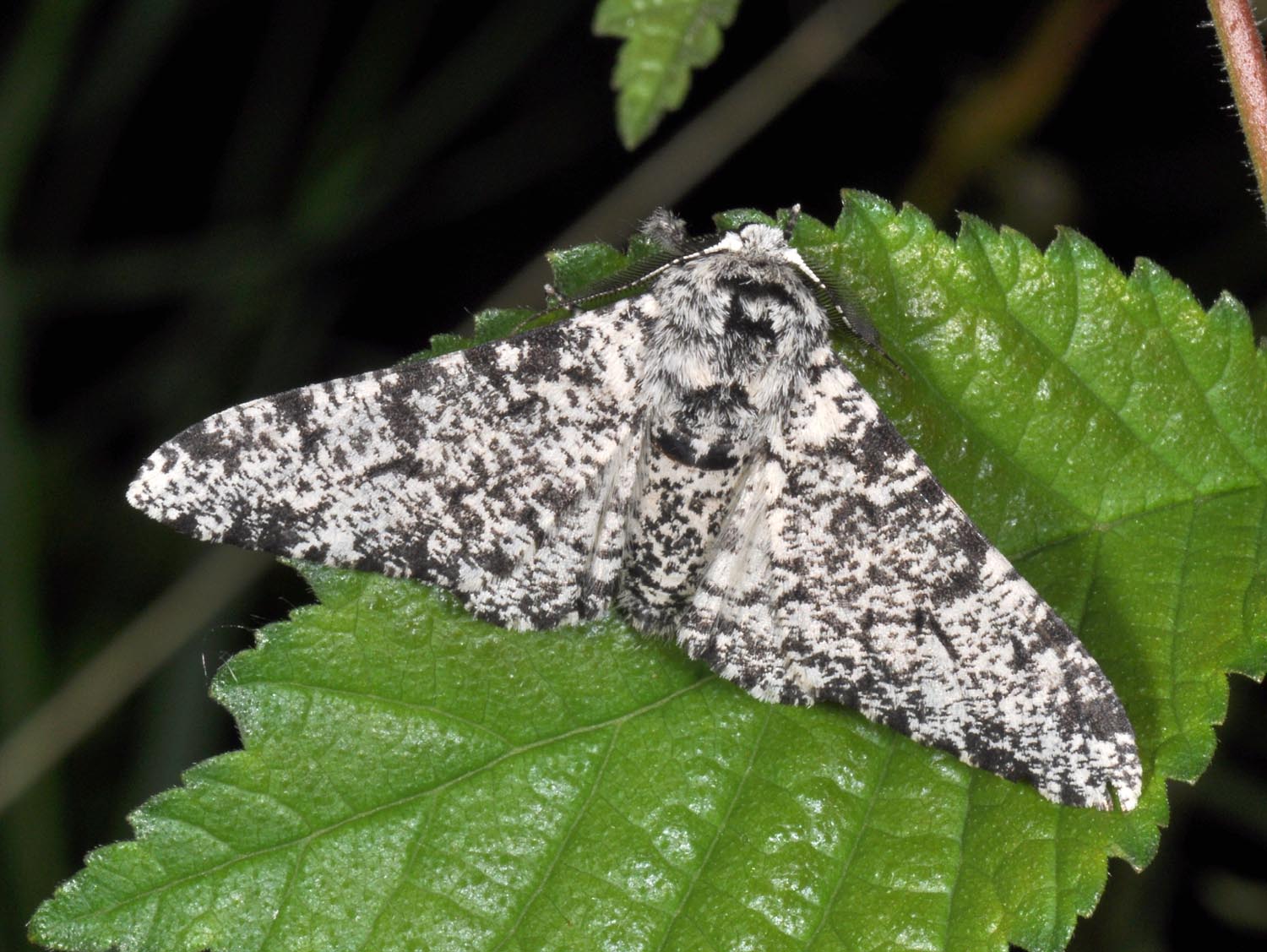 lepinet.fr - Biston betularia - La Phalène du Bouleau, le Biston du Bouleau