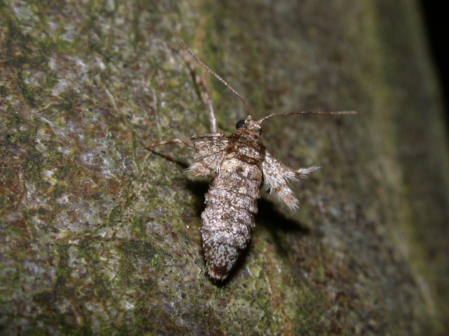lepinet.fr - Operophtera brumata - La Cheimatobie hiémale, la Phalène ...