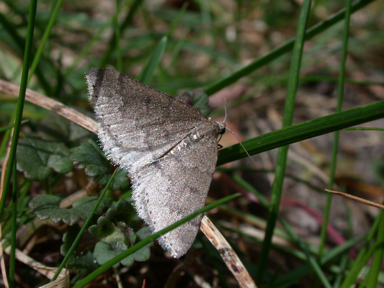 lepinet.fr - Aleucis distinctata - La Phalène distincte, Le Lomographe ...