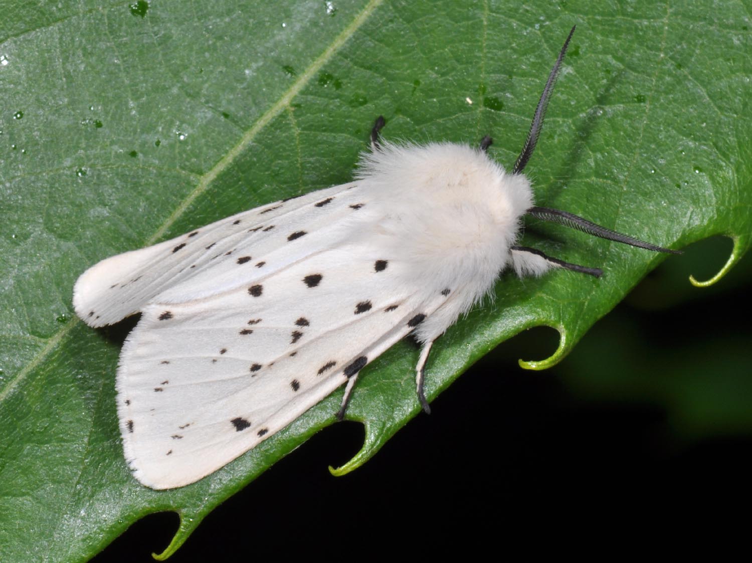 One of two moths that scared my brother! What is this cool little guy ...