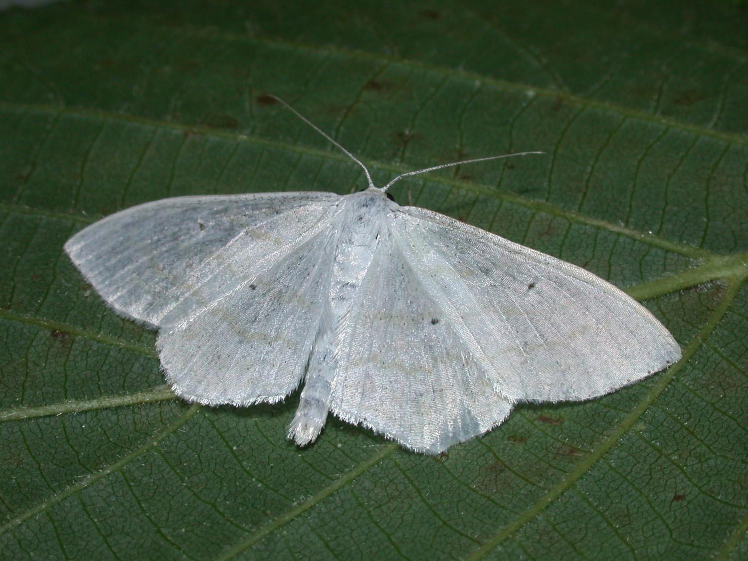 lepinet.fr - Scopula subpunctaria - L'Acidalie virginale, l'Acidalie ...