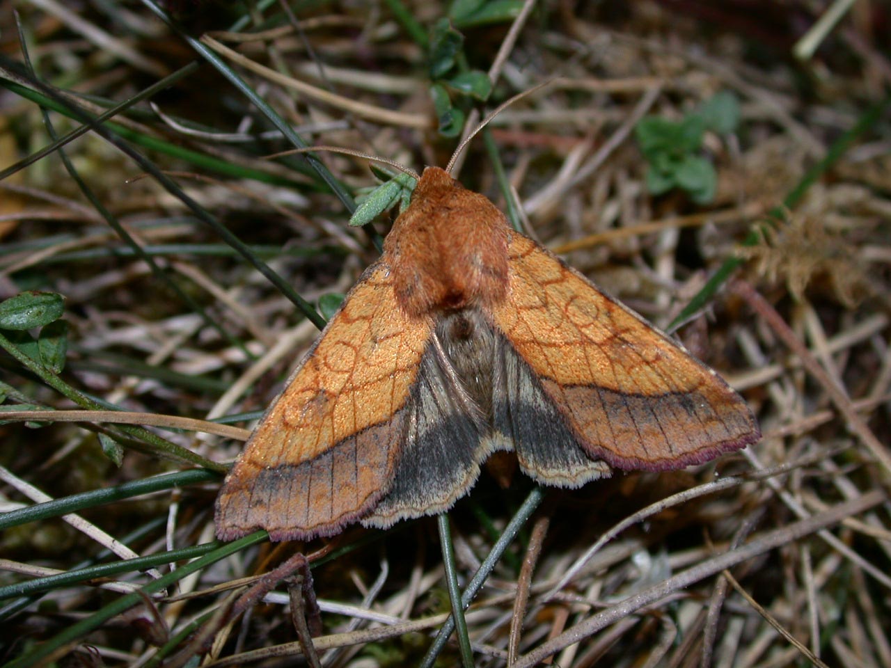 lepinet.fr - Pyrrhia umbra - La Chrysographe